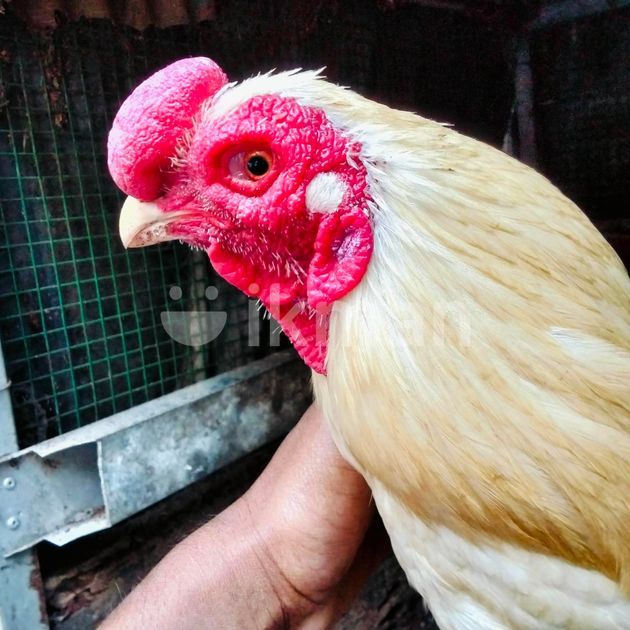 Perrot Nose Long Tail for Sale in Gampola | ikman