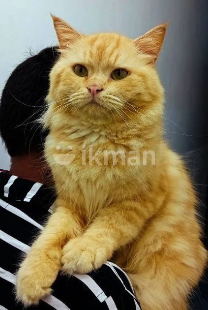 Persian Cat for Crossing for Sale in Dehiwala | ikman