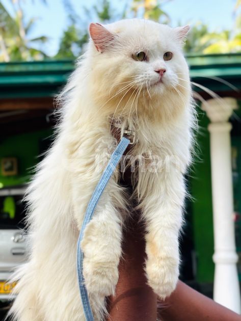 Persian Cat for Crossing for Sale in Panadura | ikman