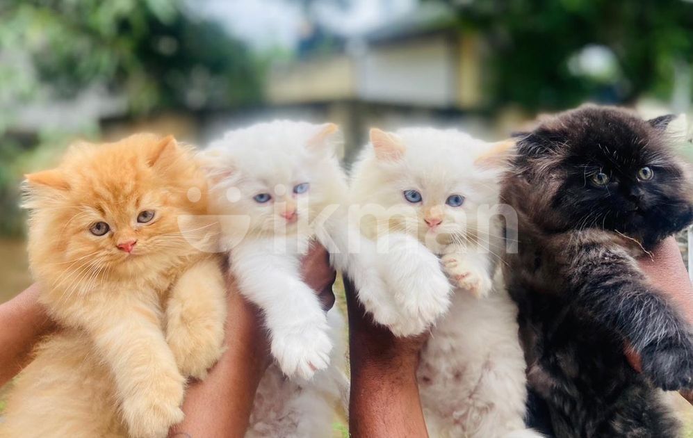 Persian Cat for Sale in Kandy City | ikman