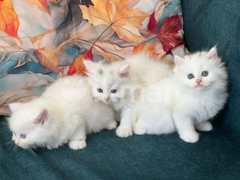 Persian Cat for Sale in Akurana | ikman
