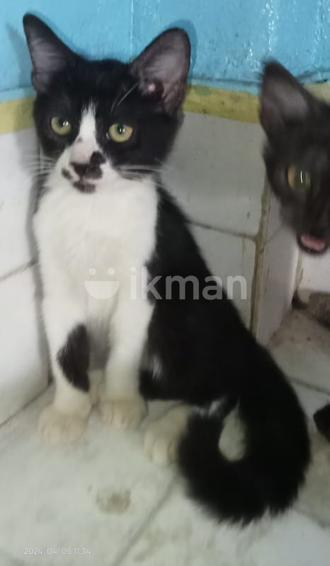 persian cats ( mix breed) for Sale in Divulapitiya | ikman