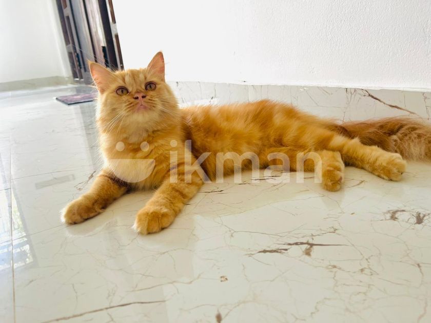 Persian Ginger Cat for Sale in Batticaloa City | ikman