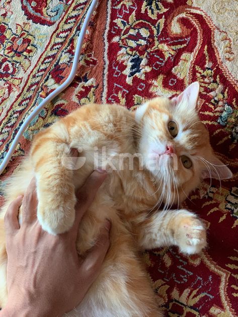 Persian Ginger Cat for Sale in Colombo 9 | ikman