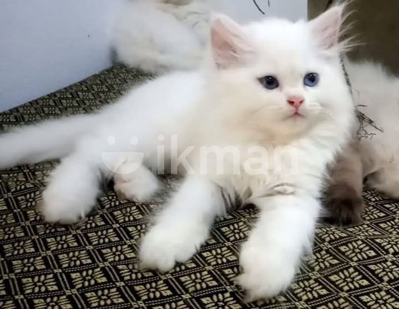 Persian Kitten for Sale in Maharagama | ikman