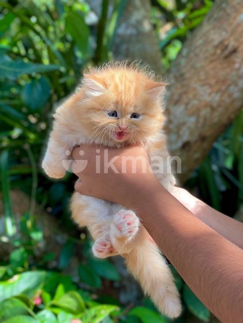 Persian Kitten for Sale in Kuliyapitiya | ikman