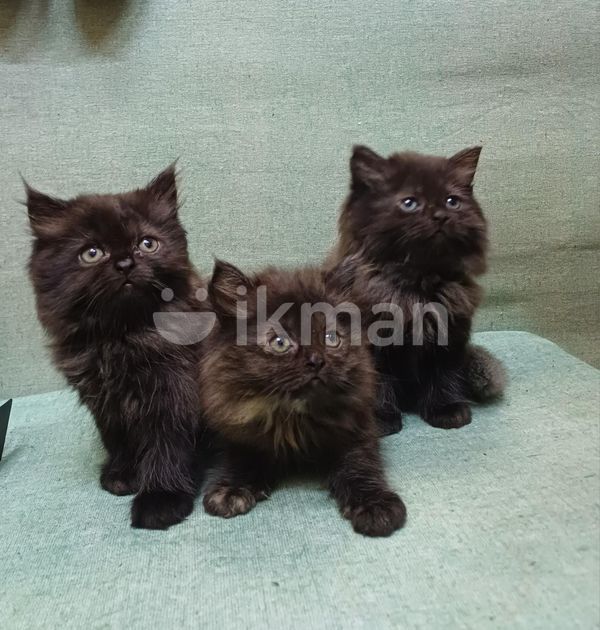 Persian Kitty for Sale in Rajagiriya | ikman