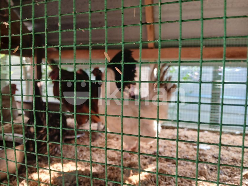 Phantom Chicken for Sale in Jaffna City | ikman