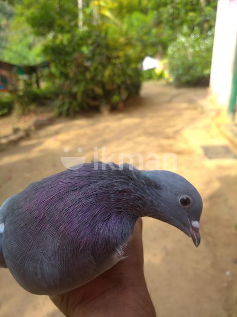 Pigeon for Sale in Badulla City | ikman