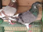 Pigeon in Sri Lanka | ikman