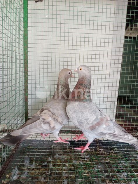 Pigeon in Angoda | ikman