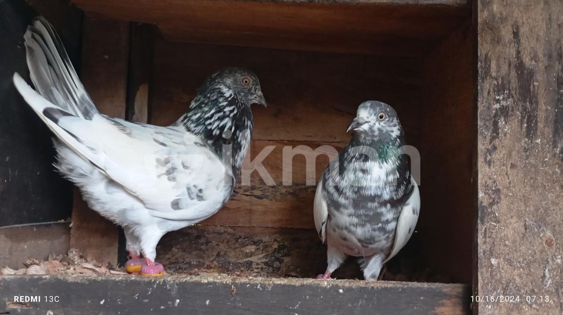 Pigeons for Sale in Homagama | ikman