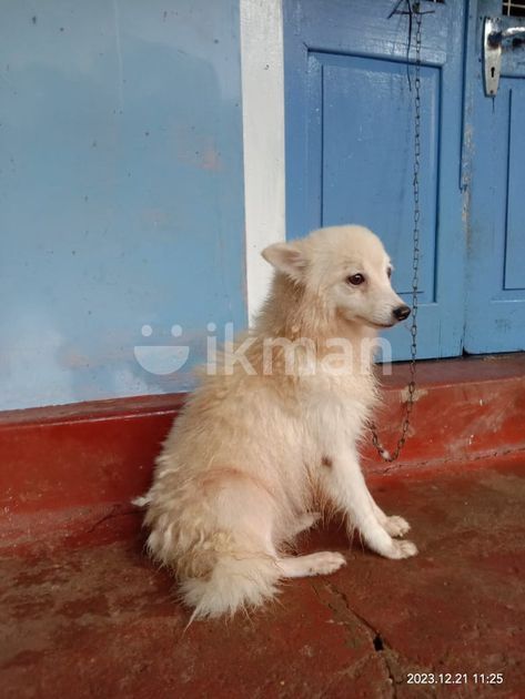 Pomeranian Dogs for Sale in Jaffna City | ikman