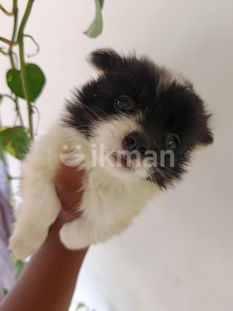 Pomeranian Puppies for Sale in Kelaniya | ikman
