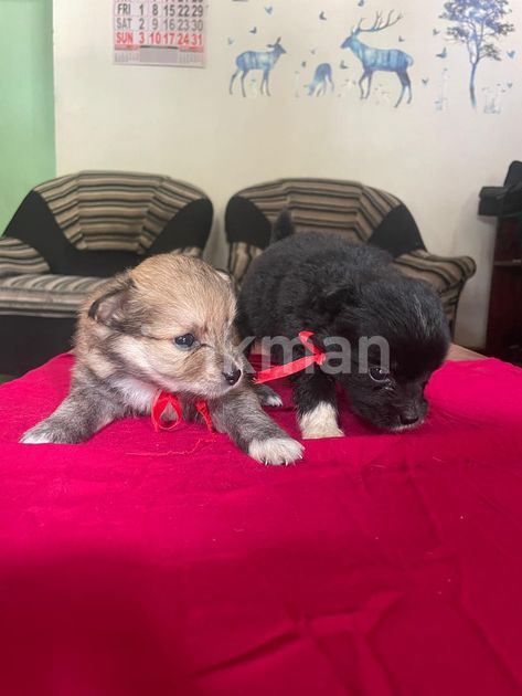 Pomeranian Dog for Sale in Kalmunai | ikman