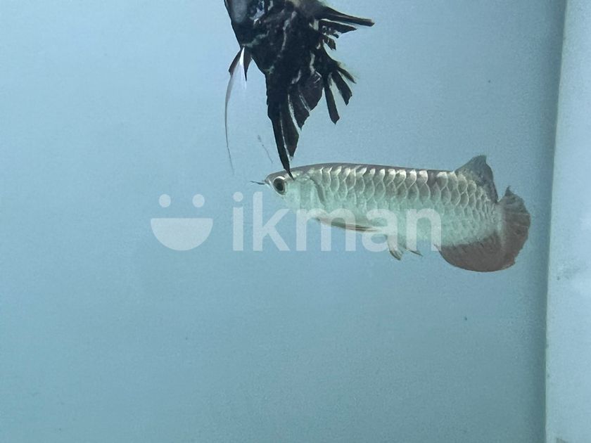 Premium Crossback Golden Arowana in Kottawa | ikman