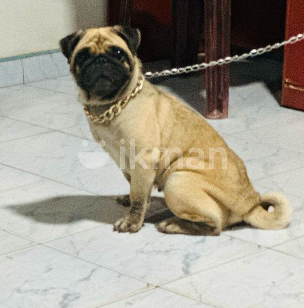 Pug Female Dog for Sale in Colombo 8 | ikman