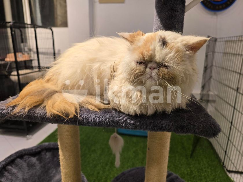 Punch Face Persian Cat for Sale in Colombo 8 | ikman