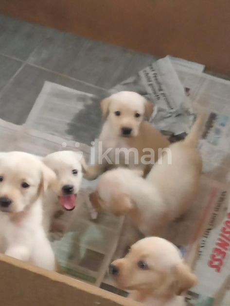 Pure Breed Labrador puppies in Moratuwa | ikman