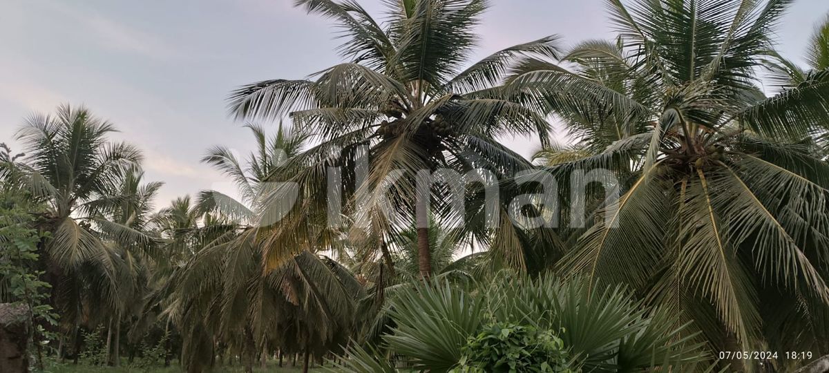 Puttalam : 10 Acres Coconut Land for Sale | ikman
