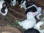 Rabbit for Sale in Sainthamaruthu | ikman