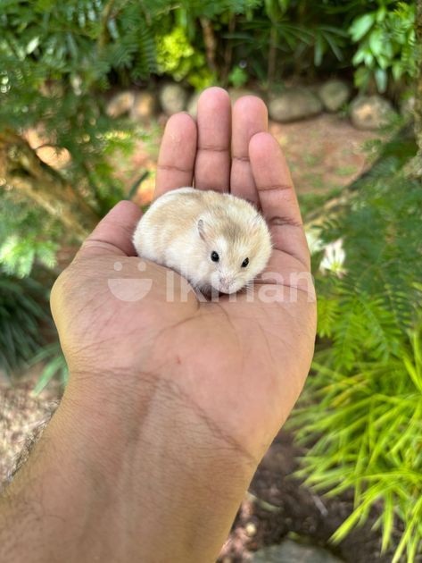 Rare Dwarf Hamster Baby for Sale in Battaramulla | ikman