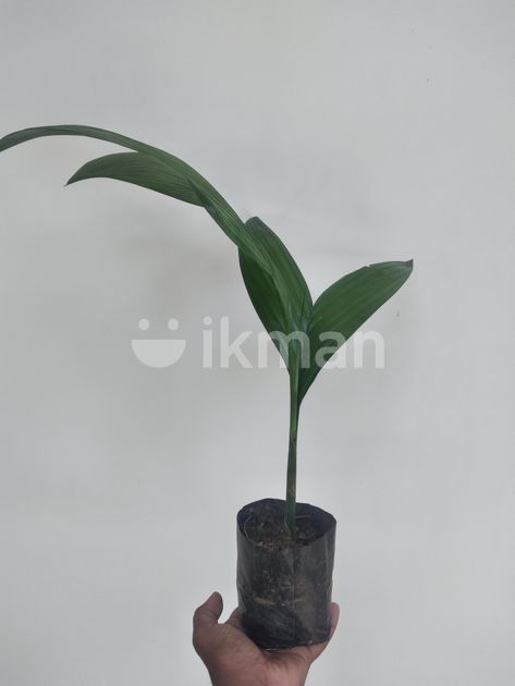 Rata Puwak Pala for Sale in Kegalle City | ikman