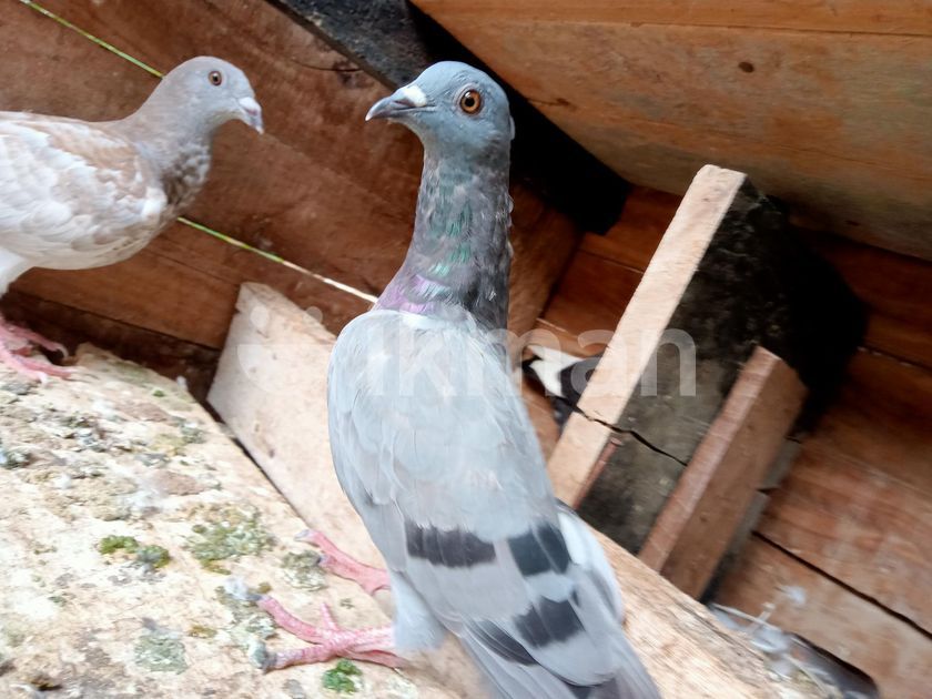 Racing Homer Pigeon in Anuradhapura City | ikman