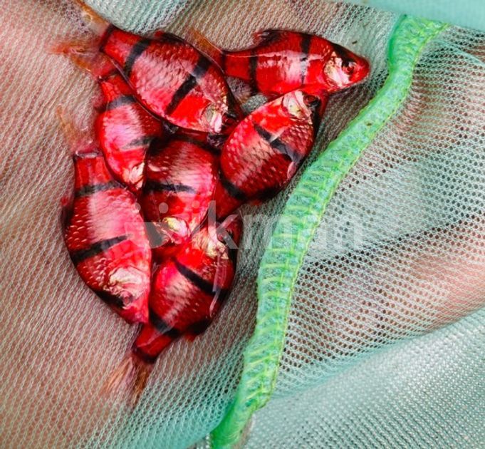Red Barb Fish for Sale in Nittambuwa | ikman
