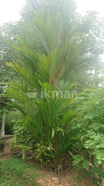 Red Farm Trees in Baddegama | ikman