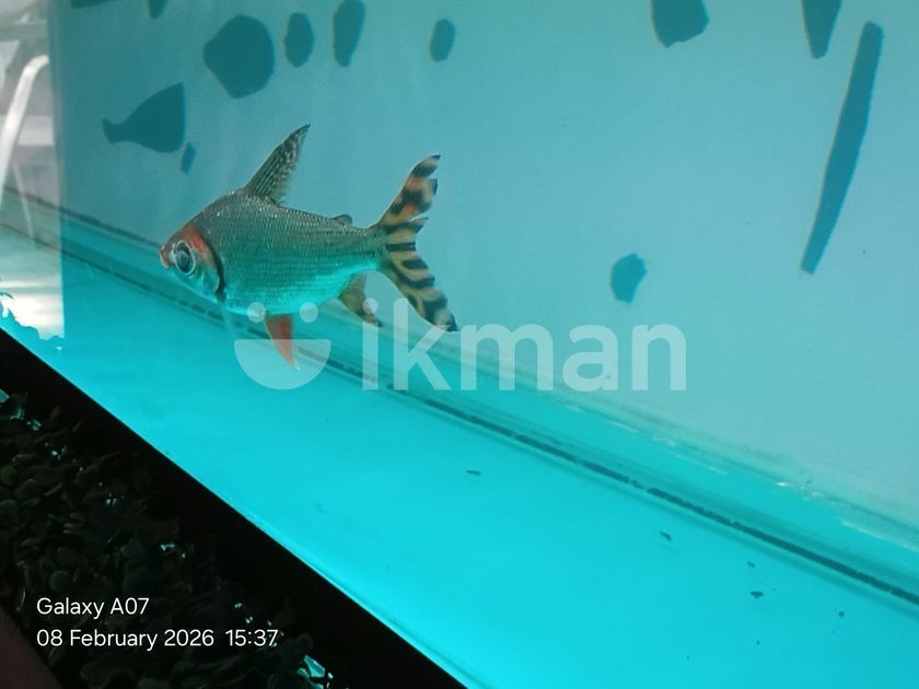 Red Flag Tail Fish for Sale in Matara City | ikman