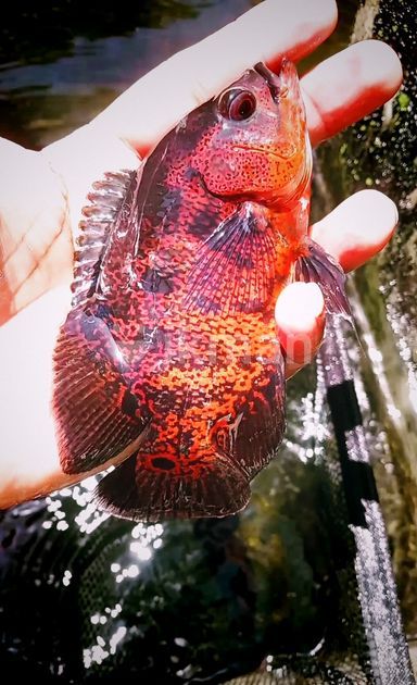 Red leopard oscar for Sale in Ja-Ela | ikman