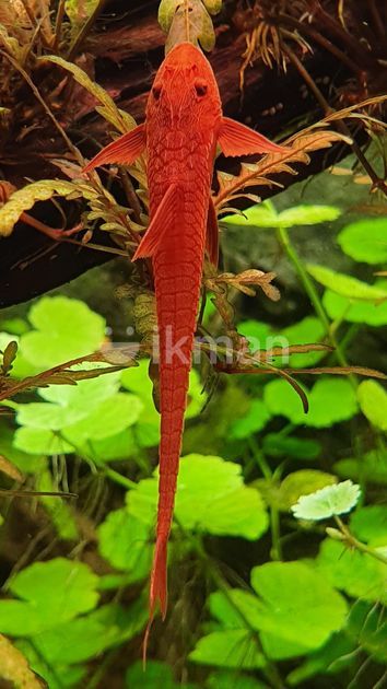 Red Lizard Fish for Sale in Boralesgamuwa | ikman