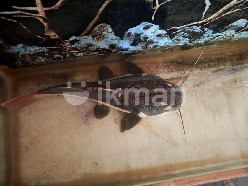 Redtail Catfish For sale or Exchange for Sale in Diyatalawa | ikman