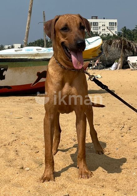 Rhodesian Ridgeback for Crossing for Sale in Negombo | ikman