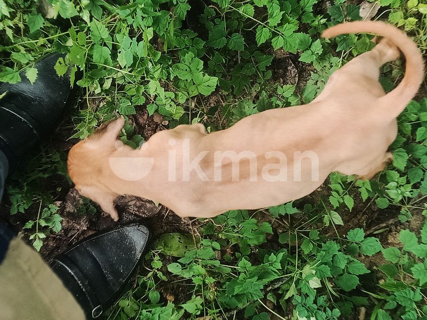 Rhodesian Ridgeback Puppies for Sale in Jaffna City | ikman