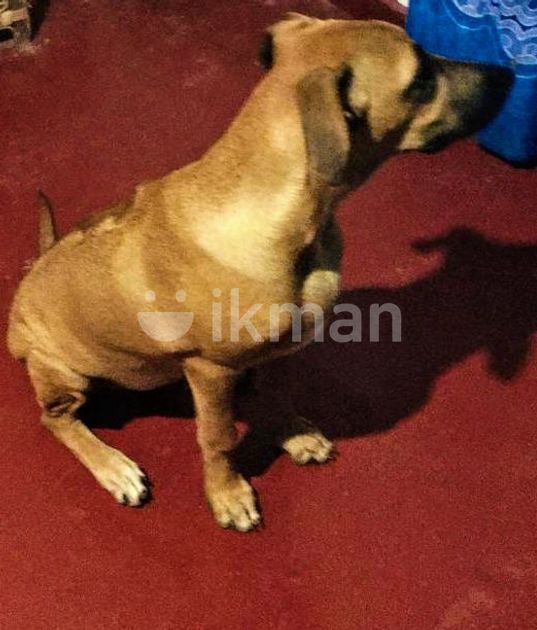 Rhodesian Ridgeback Puppy for Sale in Tambuttegama | ikman