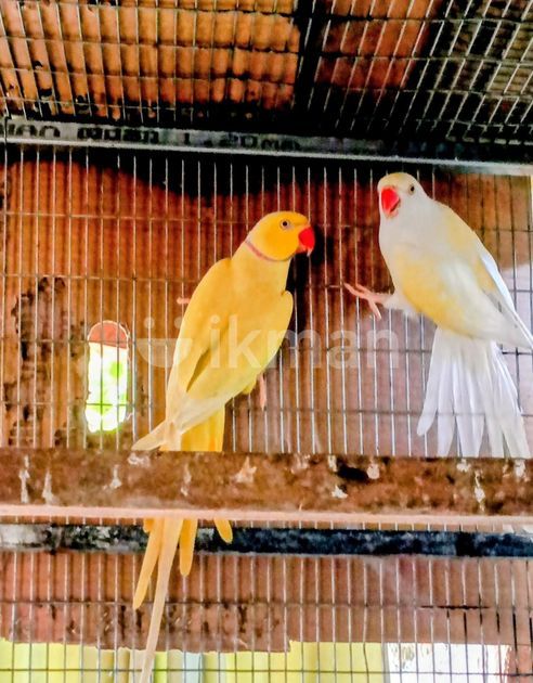 Ringneck birds for Sale in Wennappuwa | ikman