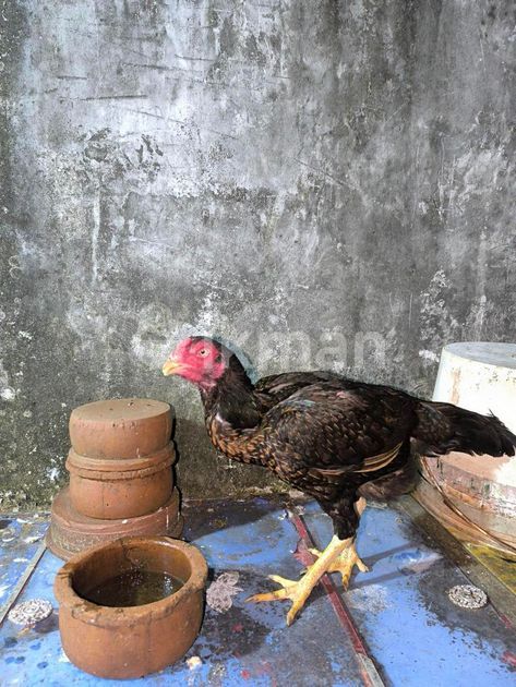 Aseel Rooster for Sale in Colombo 14 | ikman