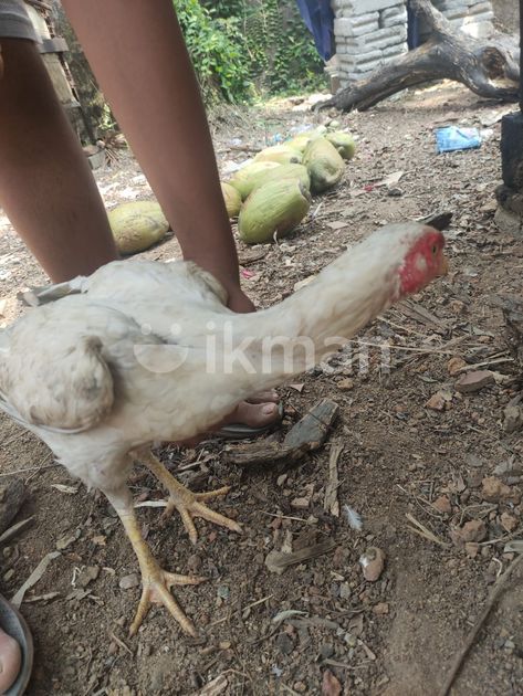 Rooster for Sale in Battaramulla | ikman