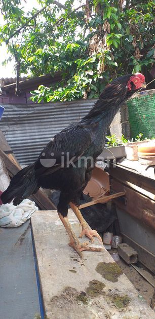 Rooster Hen in Wattala | ikman
