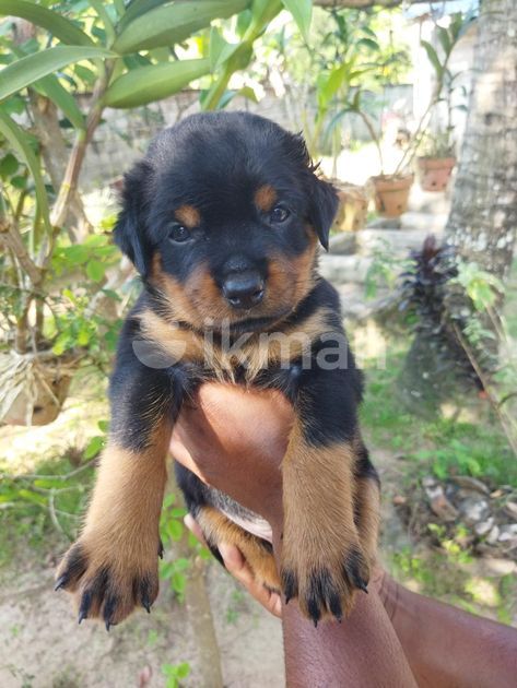 Rottweiler Dog in Veyangoda | ikman