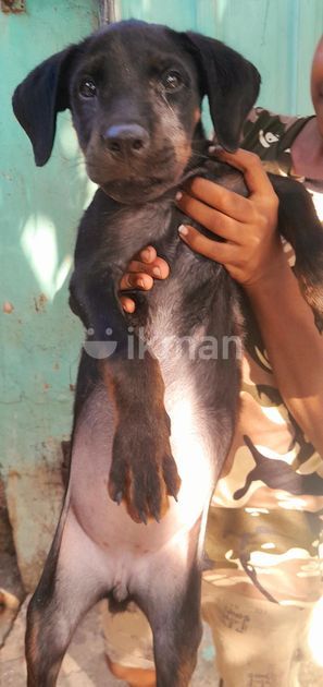 Rottweiler Dog for Sale in Jaffna City | ikman