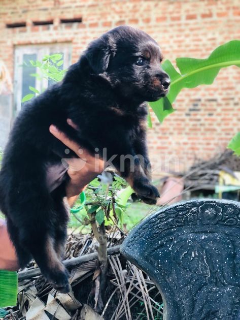 Rottweiler Dog for Sale in Pannala | ikman
