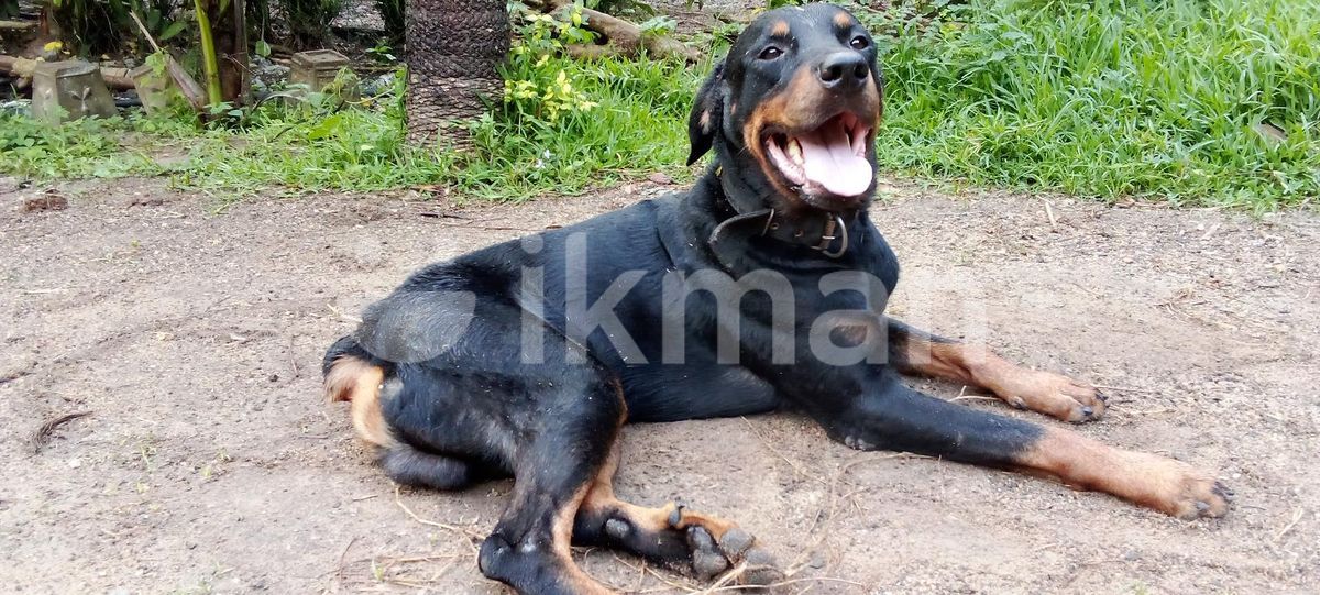 Rottweiler Dogs for Sale in Ibbagamuwa | ikman