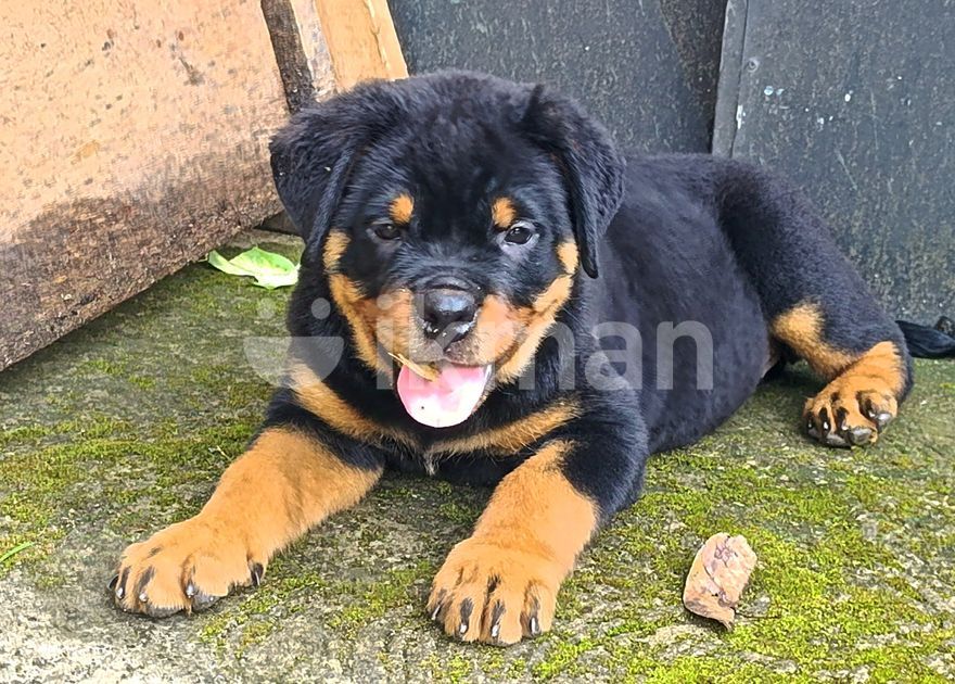 Rottweiler Double Side Dog for Sale in Kaduwela | ikman