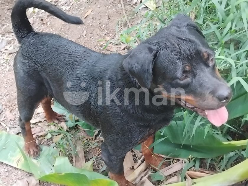 Rottweiler Female Dog for Sale in Minuwangoda | ikman
