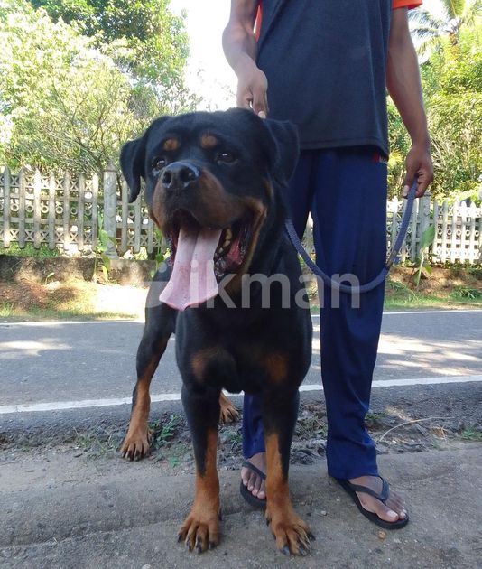 Rottweiler Dogs for Sale in Mahiyanganaya | ikman