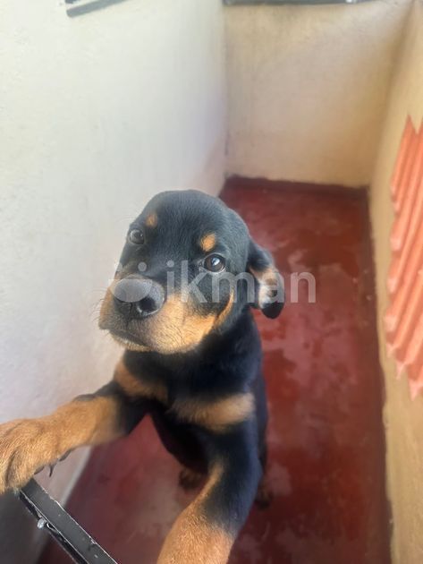 Rottweiler Puppies for Sale in Colombo 12 | ikman