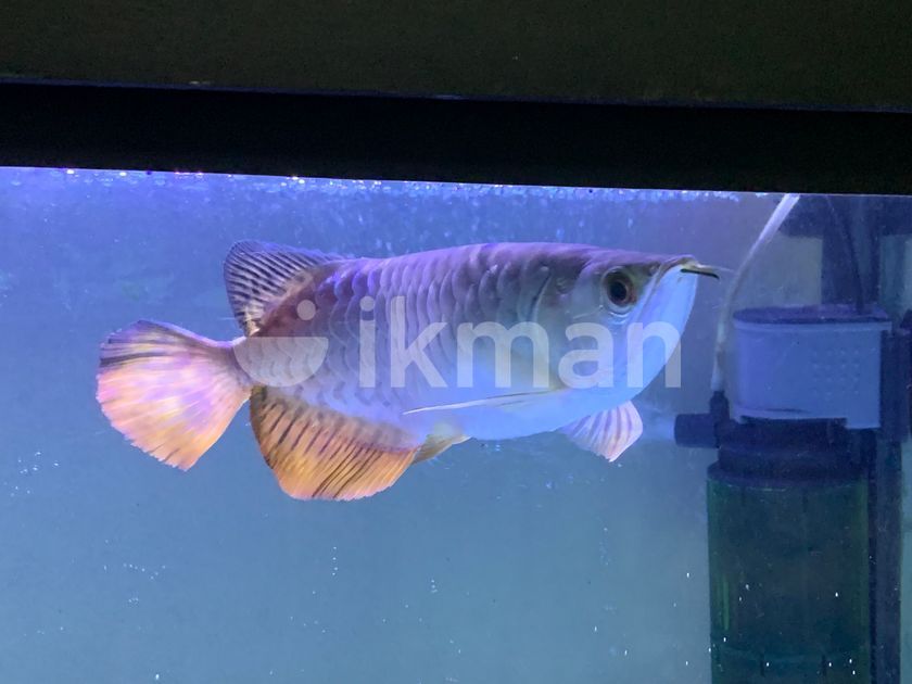 RTG Arowana With Full Set Tank for Sale in Talawatugoda | ikman